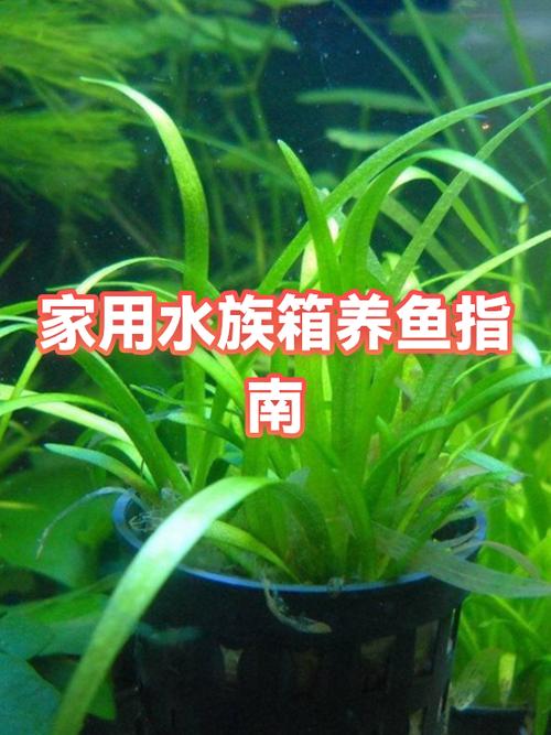 桌面小鱼缸怎么养鱼图标
