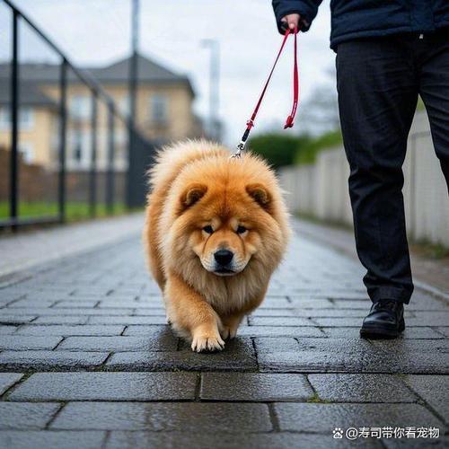 天天萌宠哪种宠物最好