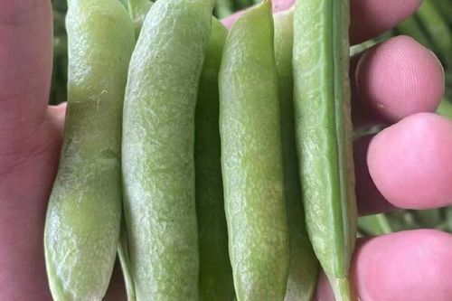 新鲜豌豆怎么保存图标