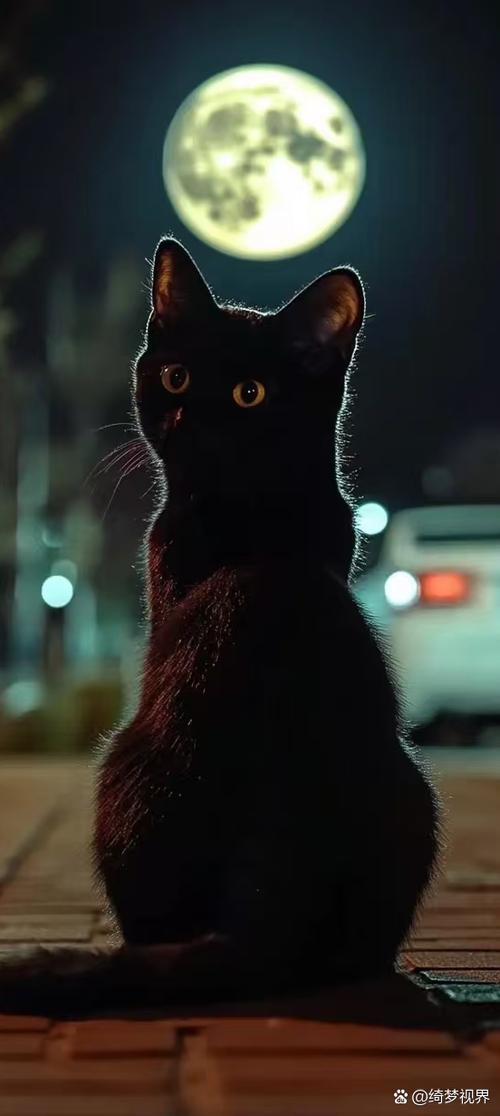 黑猫手机壁纸截图