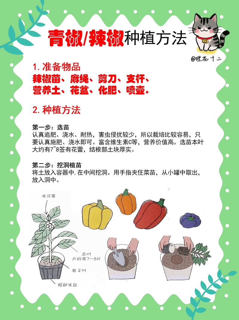 辣椒正确种植方法