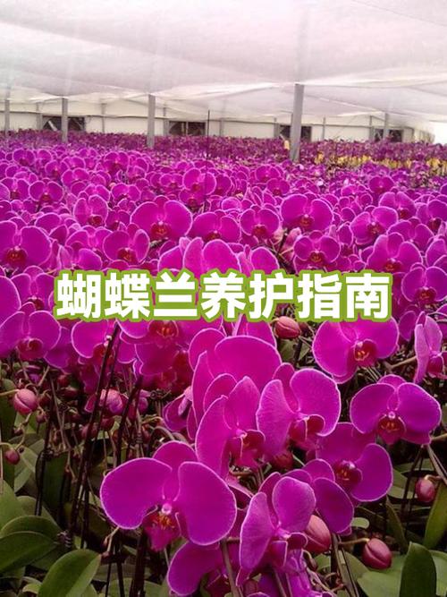 蝴蝶兰浇水要浇透吗图标