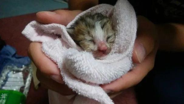 一只小奶猫图标