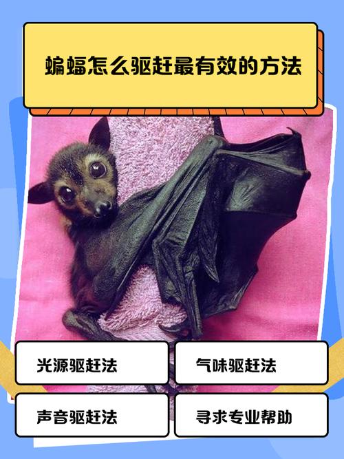 驱赶蝙蝠最狠的方法图标