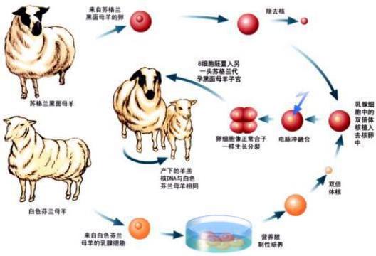 克隆是什么意思图标