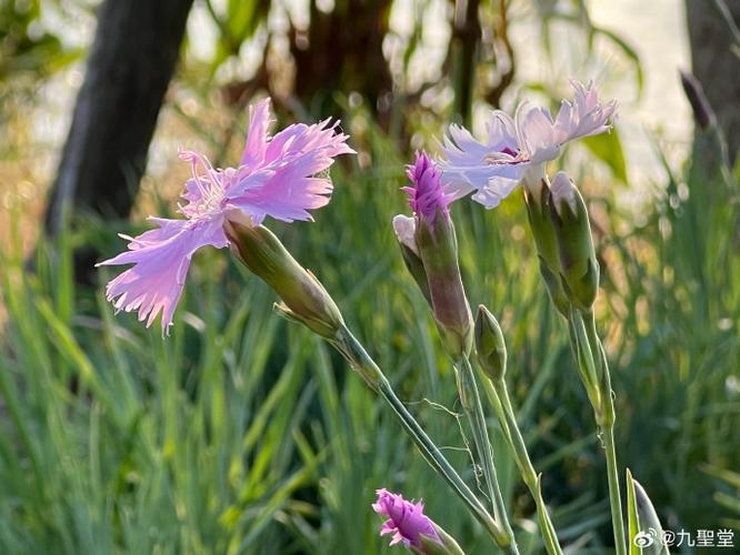 石竹子花截图