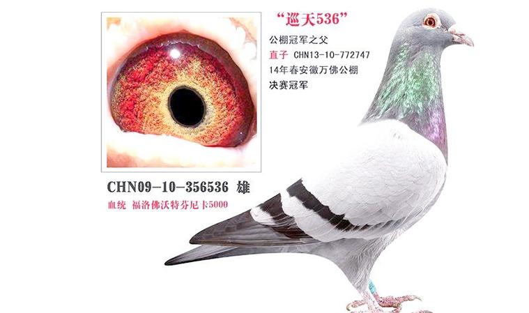 鸽子歪脖转圈是什么病图标