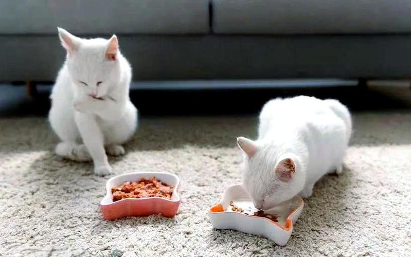 给猫吃鸡胸肉后悔死了图标