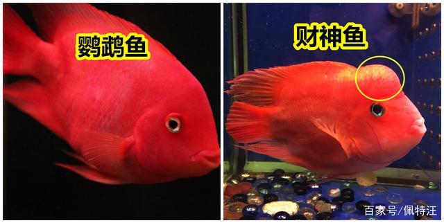 鹦鹉财神鱼养单还是双