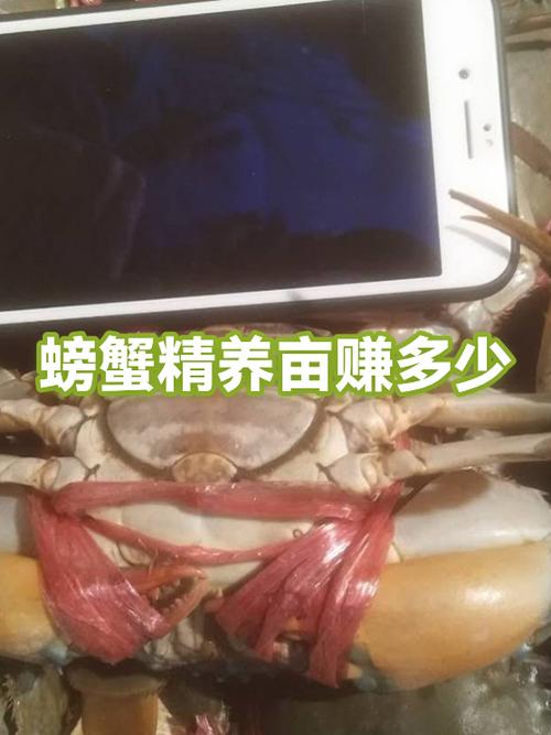 养河蟹一亩投资多少钱图标