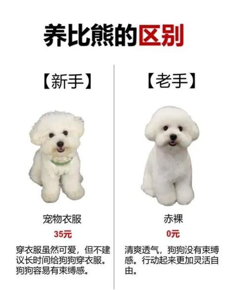 比熊价格表2025价目表图标