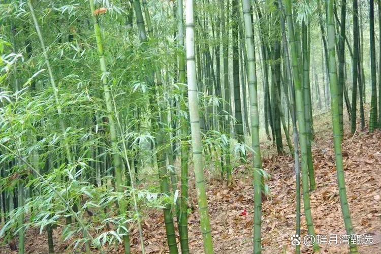 七八月份有什么小竹笋吗图标