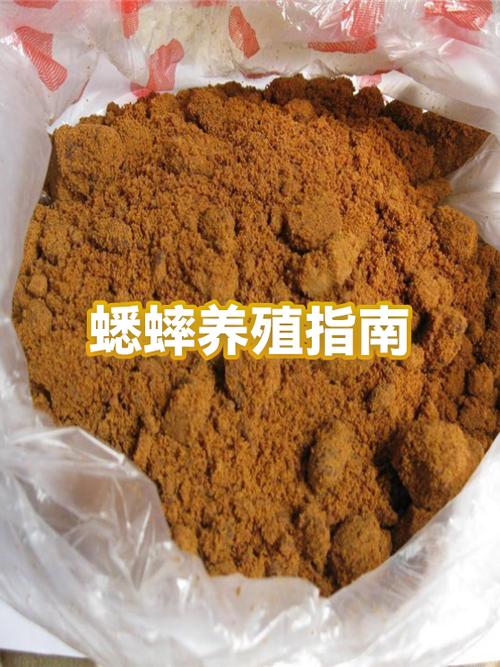 怎么养蛐蛐截图