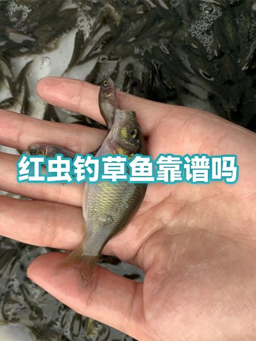 网上买红虫靠谱吗截图