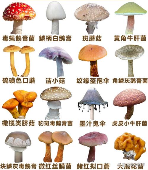 农村常见毒蘑菇