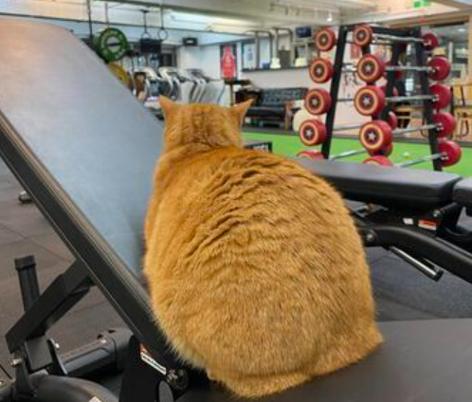猫哥说健身图标