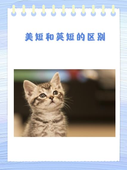 英短和美短的区别图标