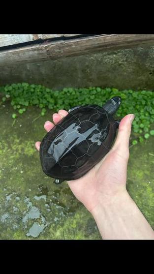 最贵墨龟50万图标