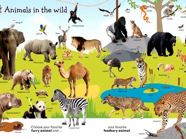 animals和animal发音差别图标