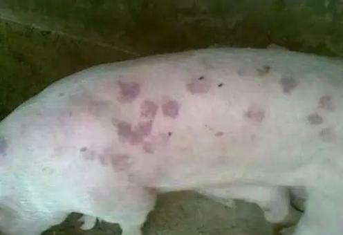 猪皮肤红是什么病怎么治疗图标