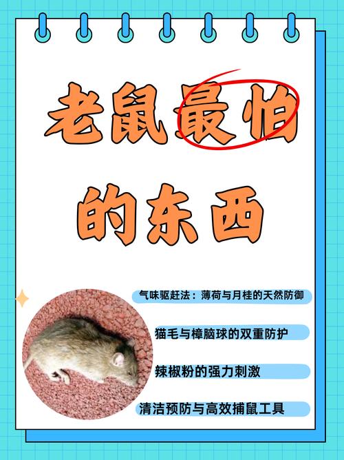 月鼠小说图标