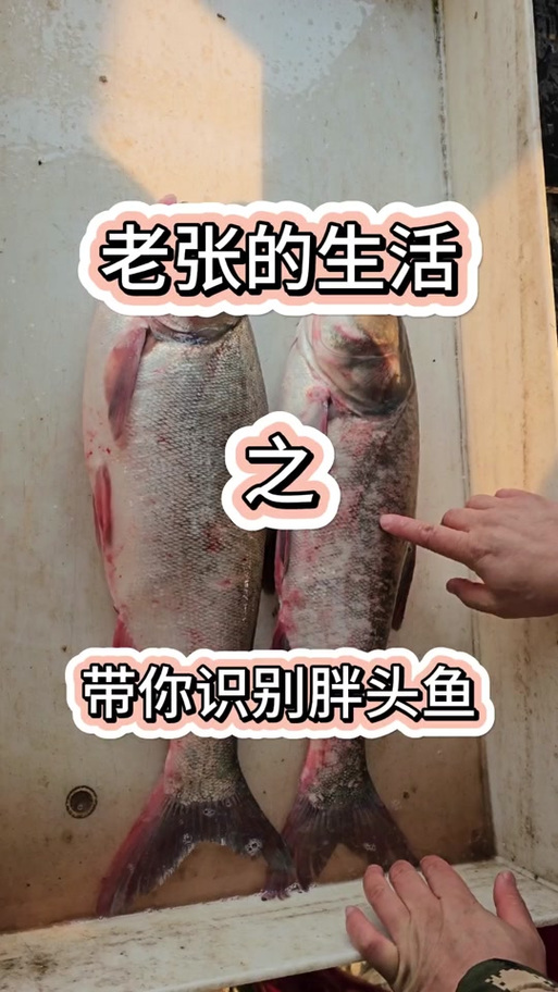 一代胖头鱼与二代胖头鱼图标