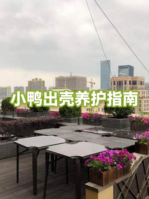 出壳小鸭怎么喂养图标