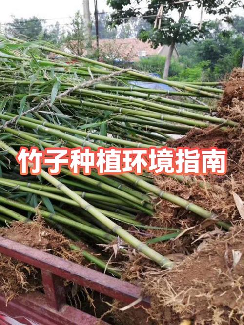 竹子怎么栽种图标