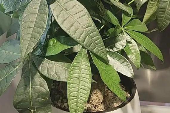 发财树怎样增加芽眼图标