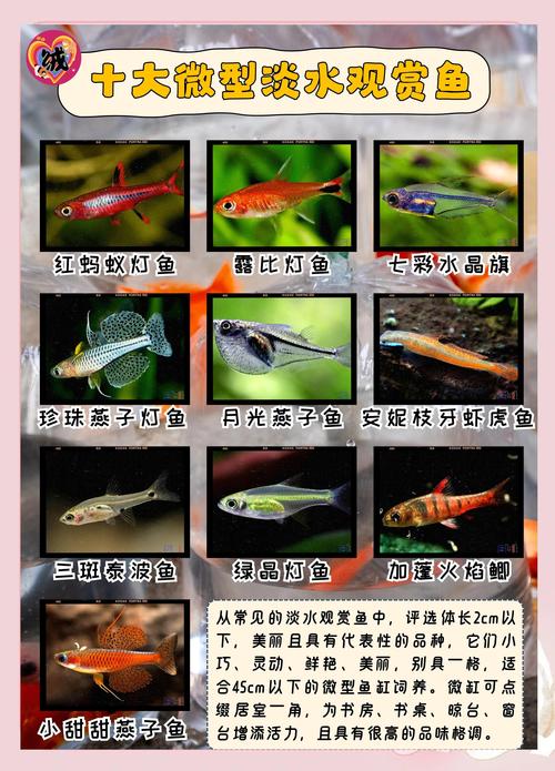 微鲤看看121版本图标