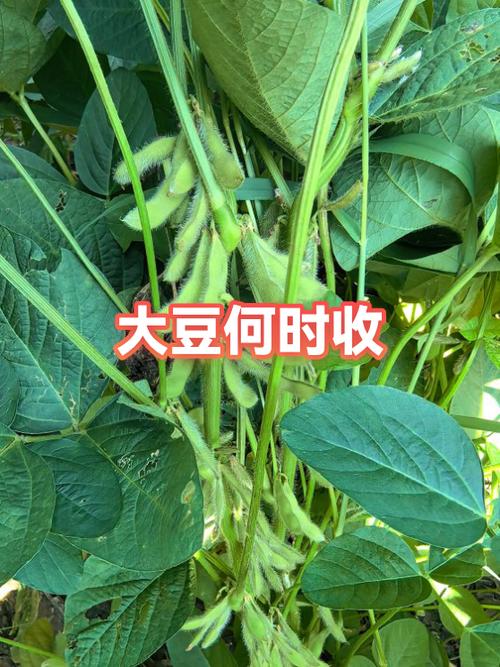 大豆有荚无粒是什么原因截图