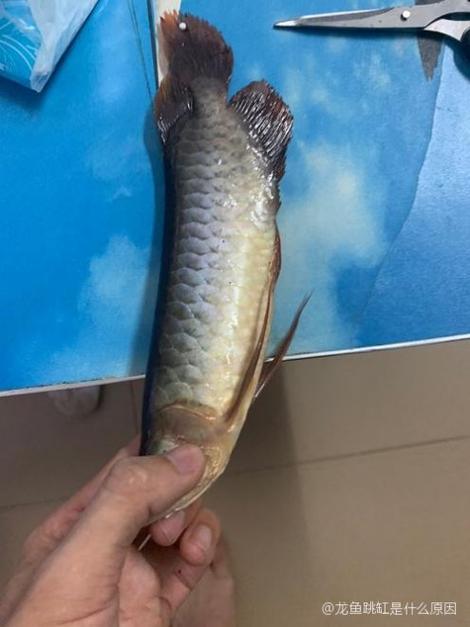 龙鱼跳缸是凶是吉图标