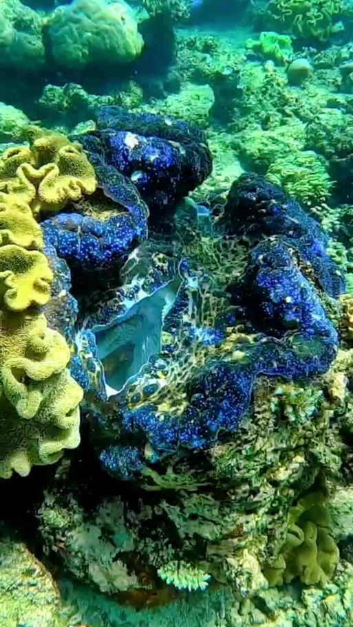 海底世界贝壳视频图标