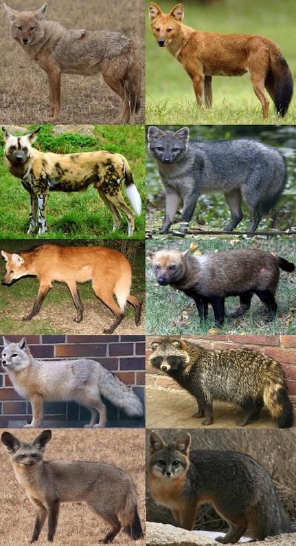 36种犬科动物图标