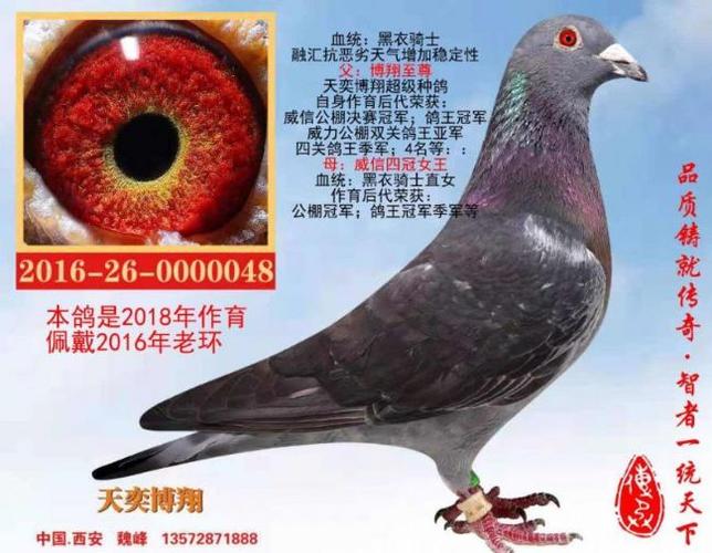 今日赛事直播赛鸽资讯网图标