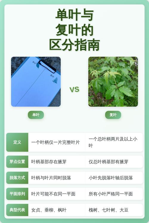 5500和5500xt区别截图