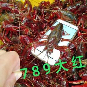 小龙虾多少钱一份截图