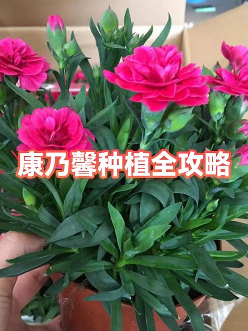 康乃馨的种植方法截图