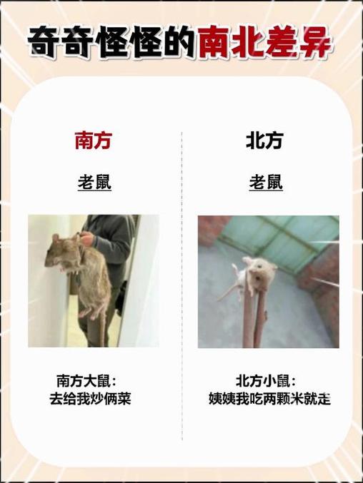 老鼠一般长多大图标