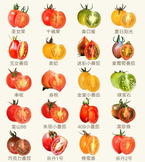 番茄哪个品种最好吃截图