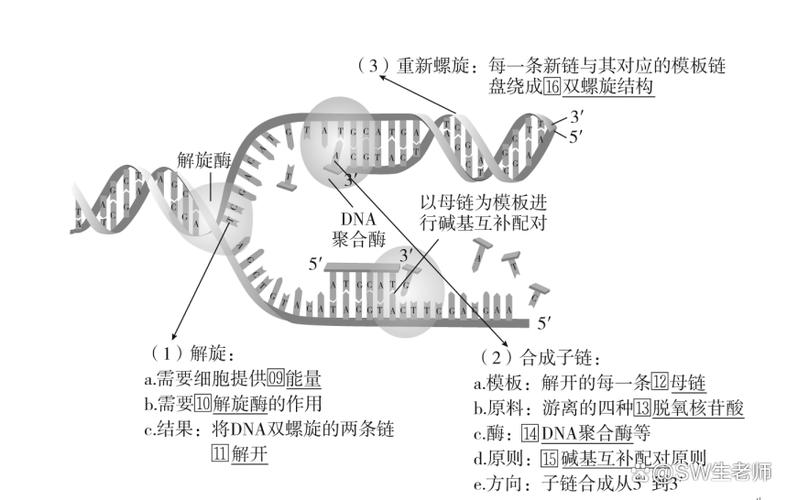 DNA复制为什么需要能量图标