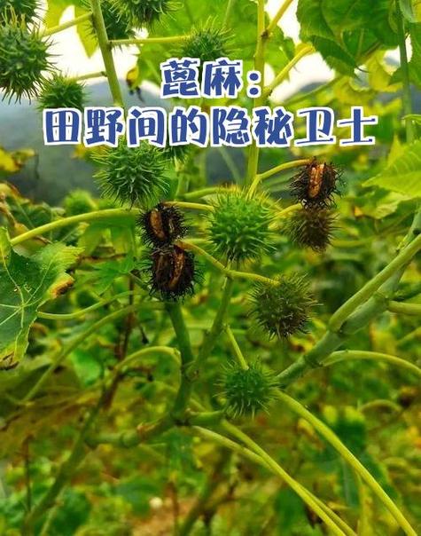 隐藏文件的病毒图标