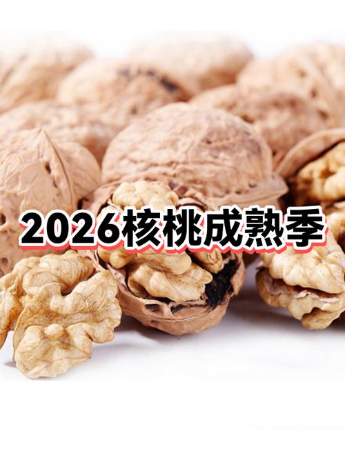核桃2026可以暴涨吗图标