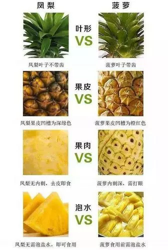 菠萝与凤梨有什么区别图标