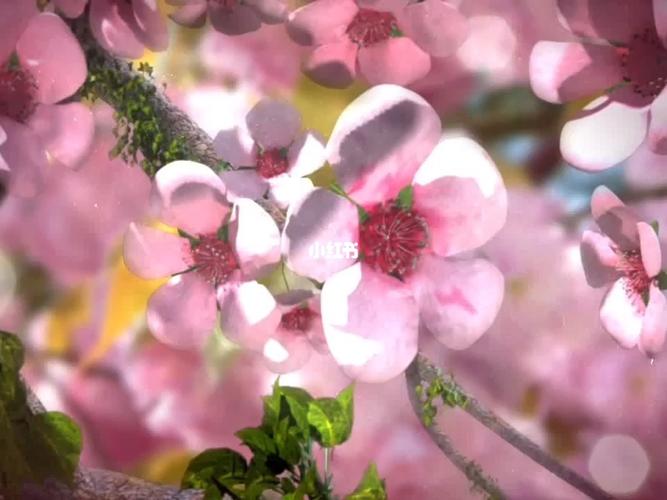 桃花视频观看免费图标