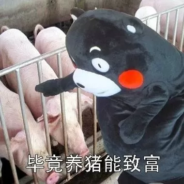 养猪赚红包