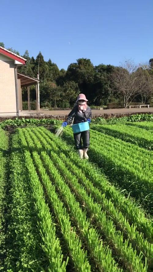 每天去种菜红包版下载图标