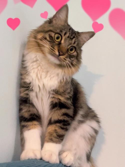 花猫画质大师9.7截图