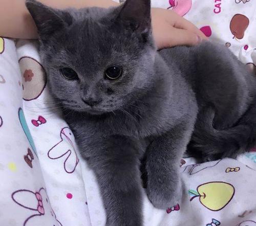 蓝猫v4.0截图