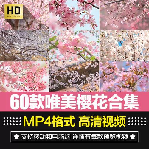 樱花短视频手机版下载图标